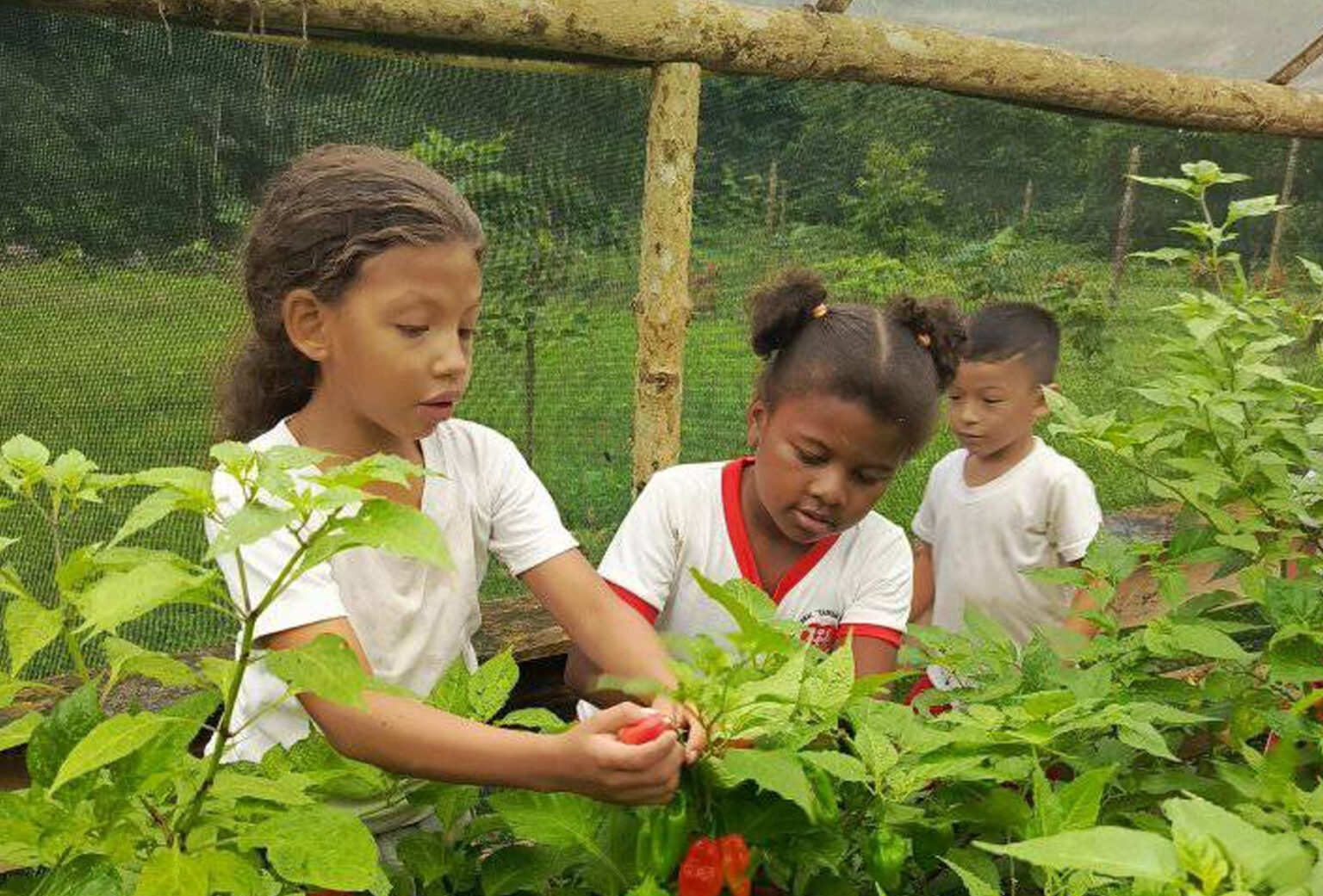 Conciencia ecológica a través de un biohuerto escolar - # ...